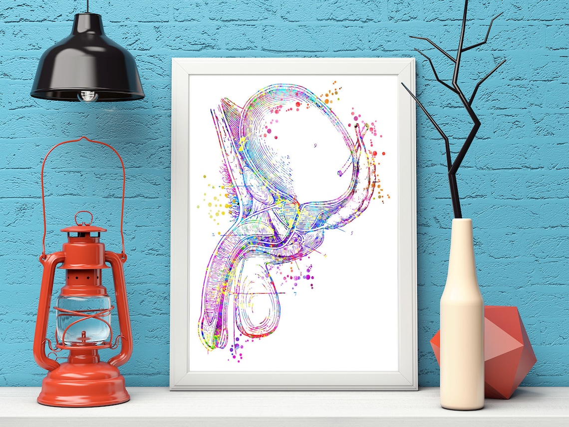 Male Art Print Penis Anatomy Art Abstract Body Art Medical Art - Etsy
