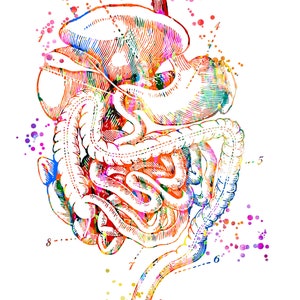 Body Art Prints Skeleton Art, Intestine Art Print, Medical Art Work ...