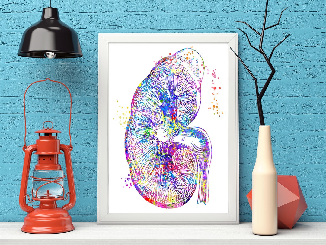 Kidney Artwork Print Nephrology Art Body Art, Medical Art Work, Office ...