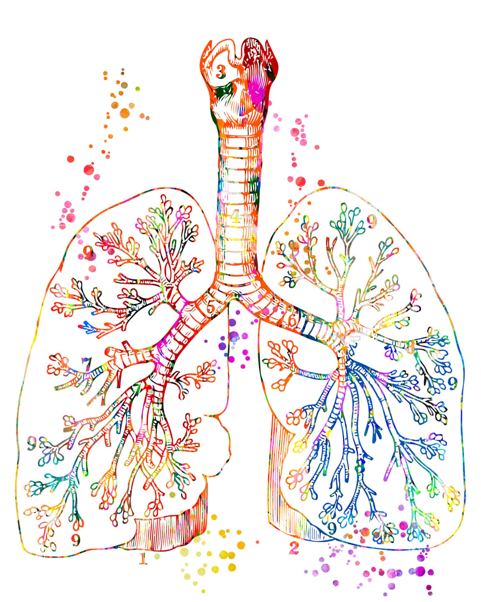Pulmonary Art Lungs Art Print Body Anatomy Art Medical Art - Etsy