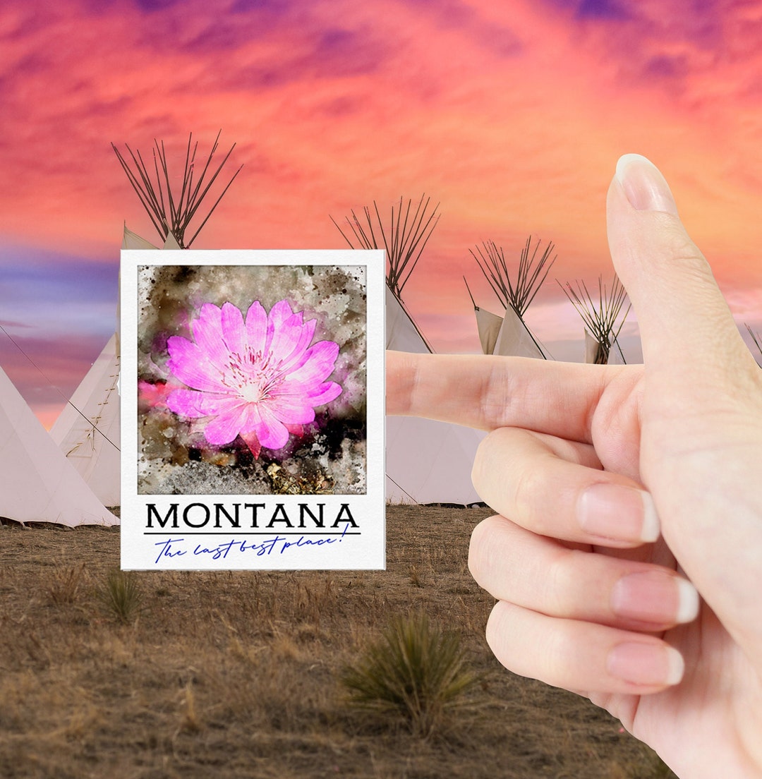 Bitterroot Flower Sticker: Montana Watercolor Vinyl Decal - Etsy