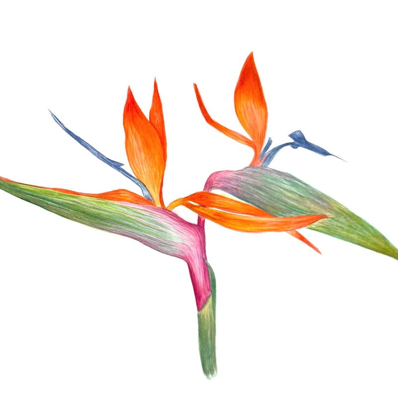 Strelitzia Art - Etsy
