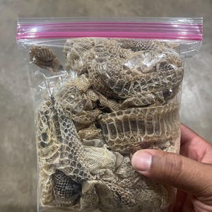 Large Assorted Snake Shed Skin Boa Constrictor - Etsy