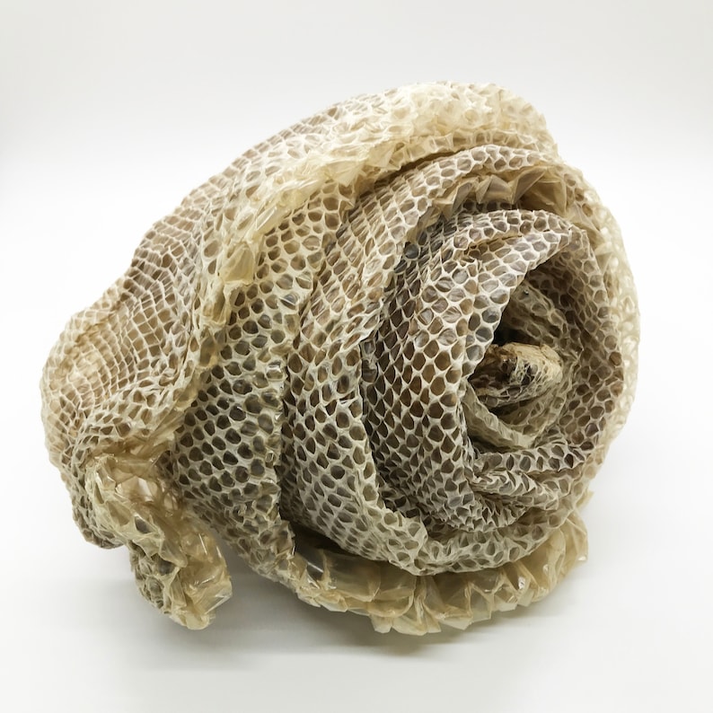 Snake Skin Shed Boa Constrictor - Etsy