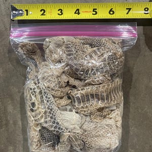 Large Assorted Snake Shed Skin Boa Constrictor - Etsy