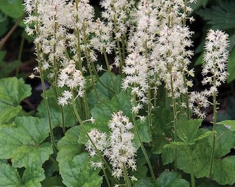 Tiarella - Etsy