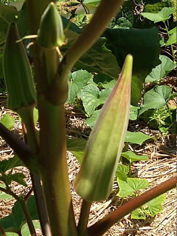 Seeds Heirloom Star of David Okra for 2022 Season - Etsy