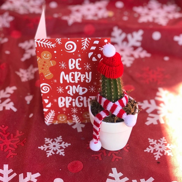 Cactus Gift - 60+ Gift Ideas for 2025