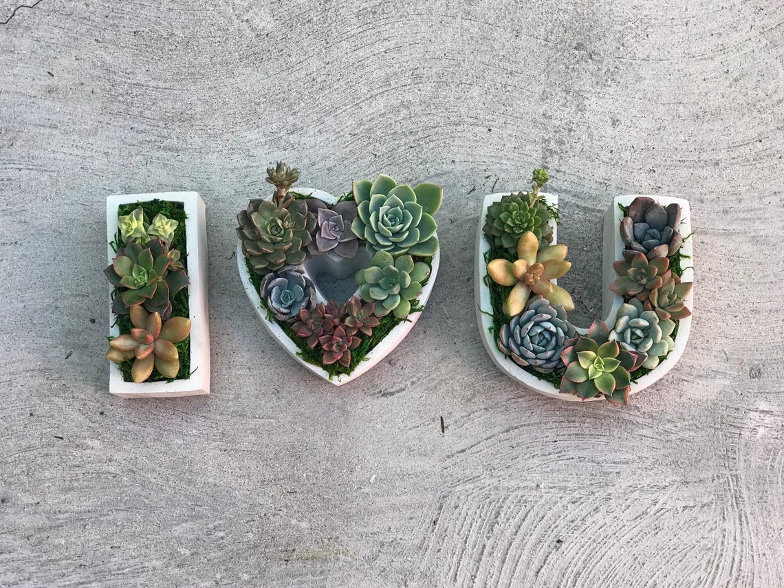 I Love You Succulent Arrangement Includes All 3 Arrangements - Etsy