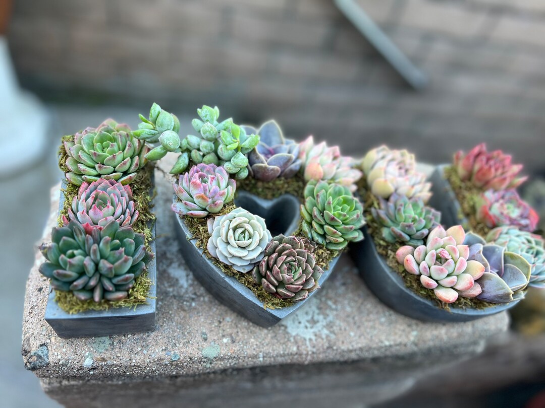 I Love You Succulent Arrangement! Succulent Planters, Succulent Heart ...