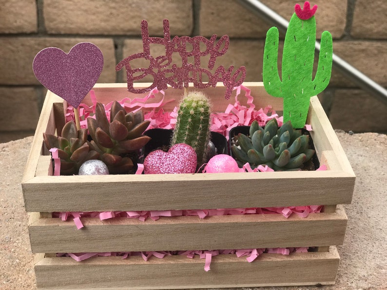 Festive Happy Birthday Succulent & Cacti Crate Set. Succulent - Etsy