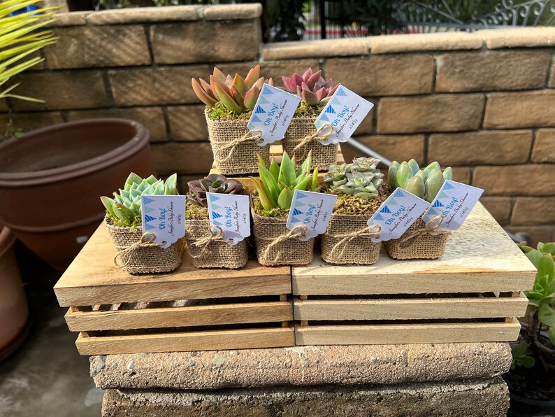 2 Succulent Oh Boy Oh Boy Shower Favor Boy Baby Shower - Etsy