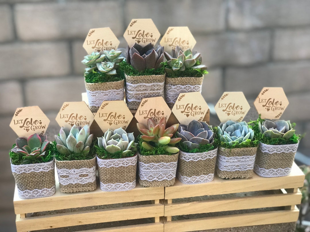 2" Succulent Favors: Burlap & Lace, "let Love Grow" Sign, Bridal Shower ...