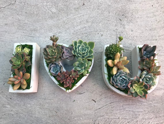 I Love You Succulent Arrangement Includes All 3 Arrangements | Etsy