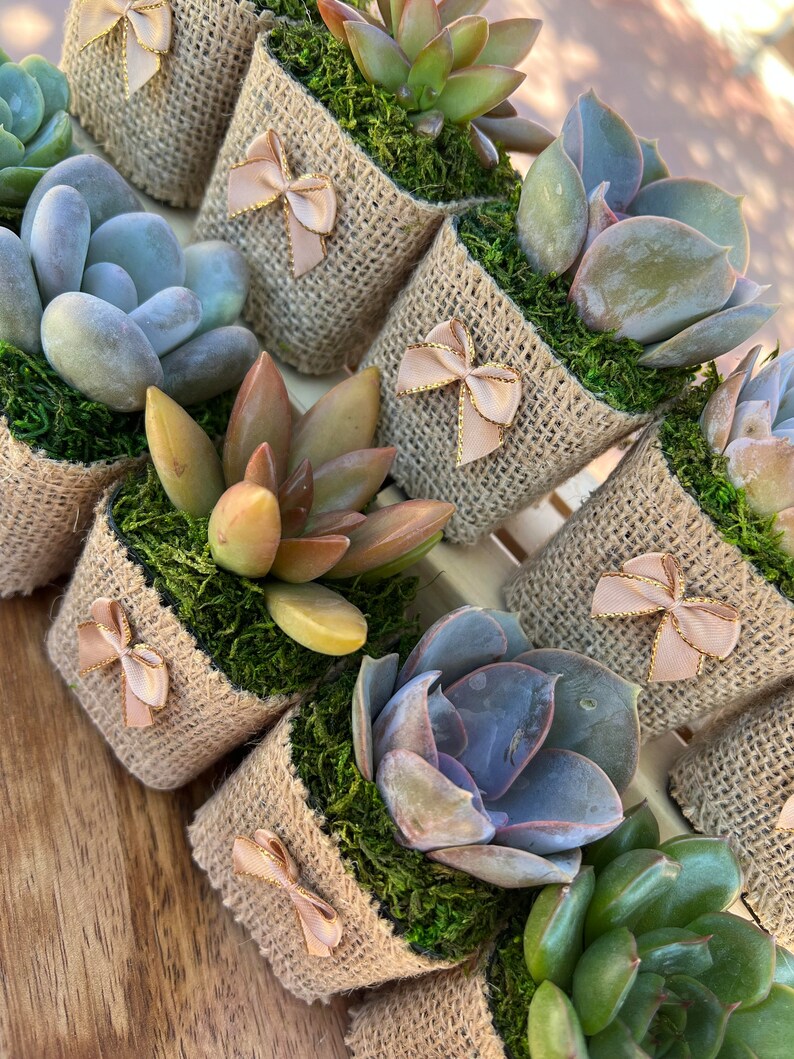 Holiday Succulent Favors: Burlap Wrapped, Gold Bow - 2" Party Gifts ...