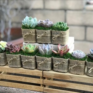 Thank You Succulent Favors: Burlap Wrapped Plant, Corporate Gift ...