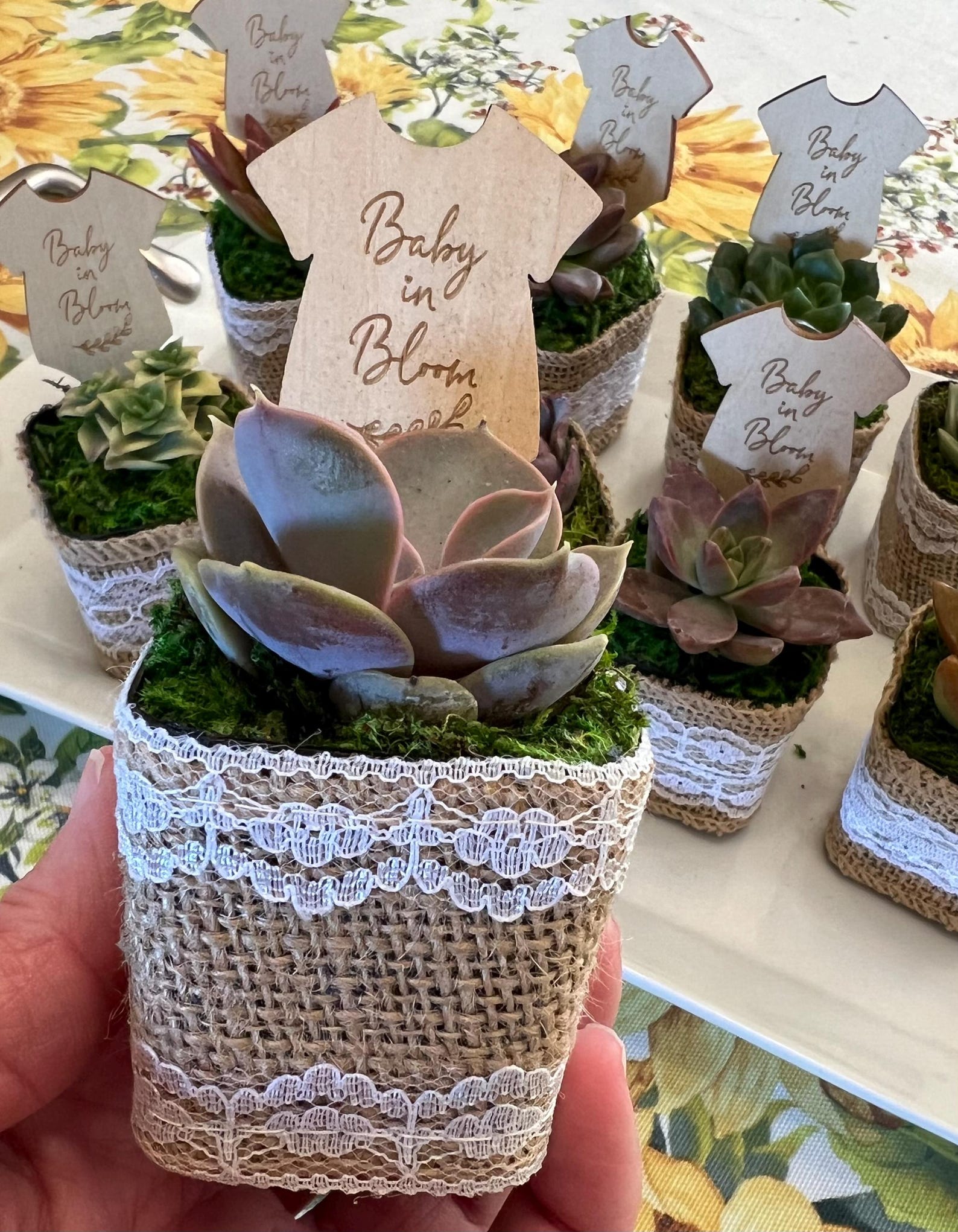 Baby Shower Succulent Favors: Burlap & Lace, 'baby in Bloom', Succulent ...