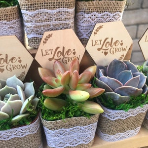 2" Succulent Favors: Burlap & Lace, "let Love Grow" Sign, Bridal Shower ...