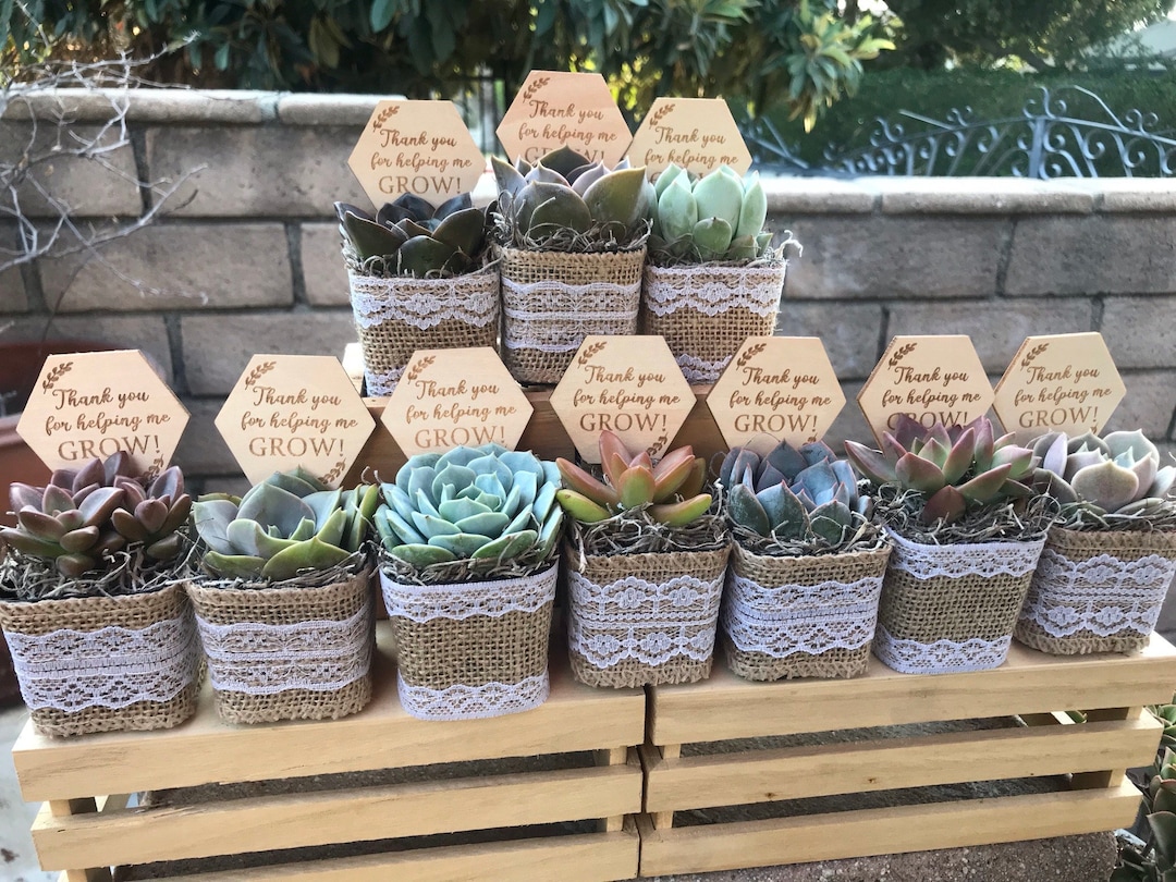 2" Succulent Party Favors: Burlap & Lace, Thank You Tag - Etsy