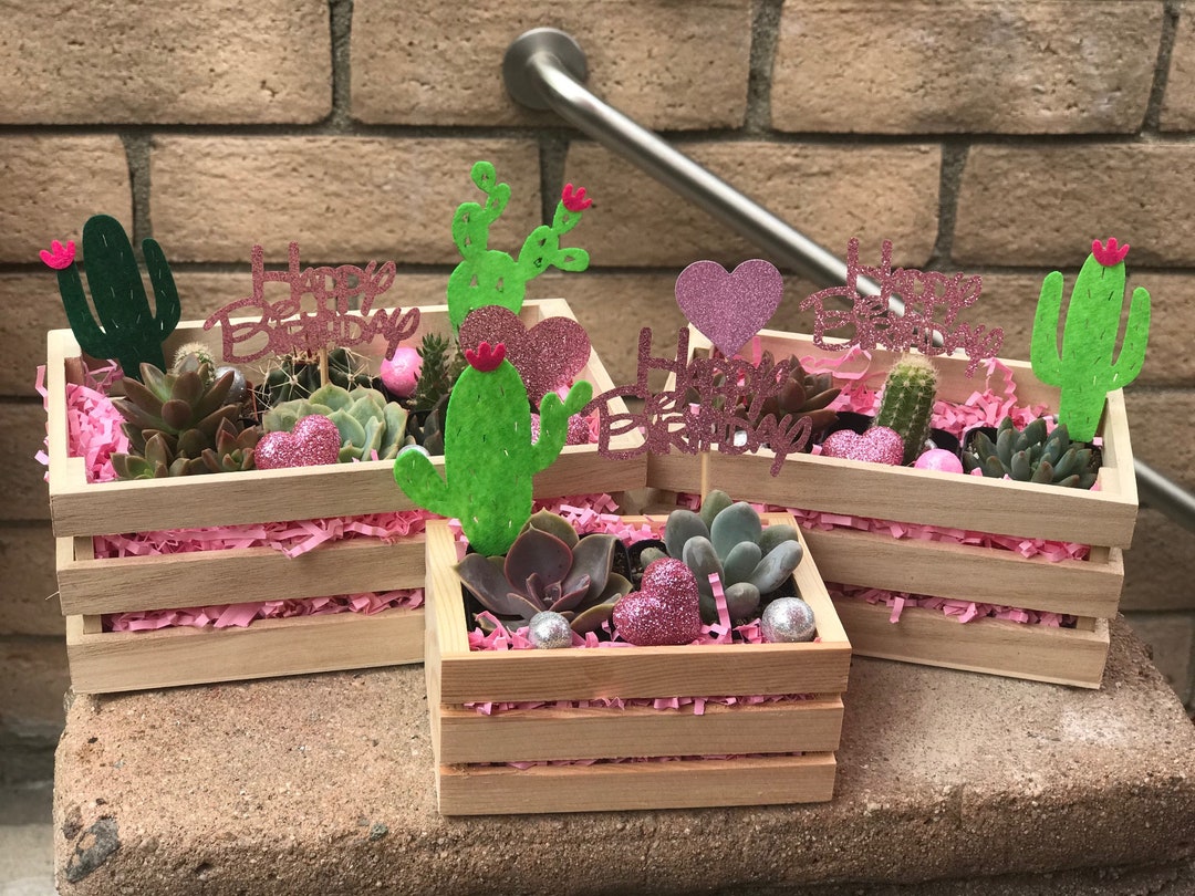 Festive Happy Birthday Succulent & Cacti Crate Set. Succulent Birthday ...