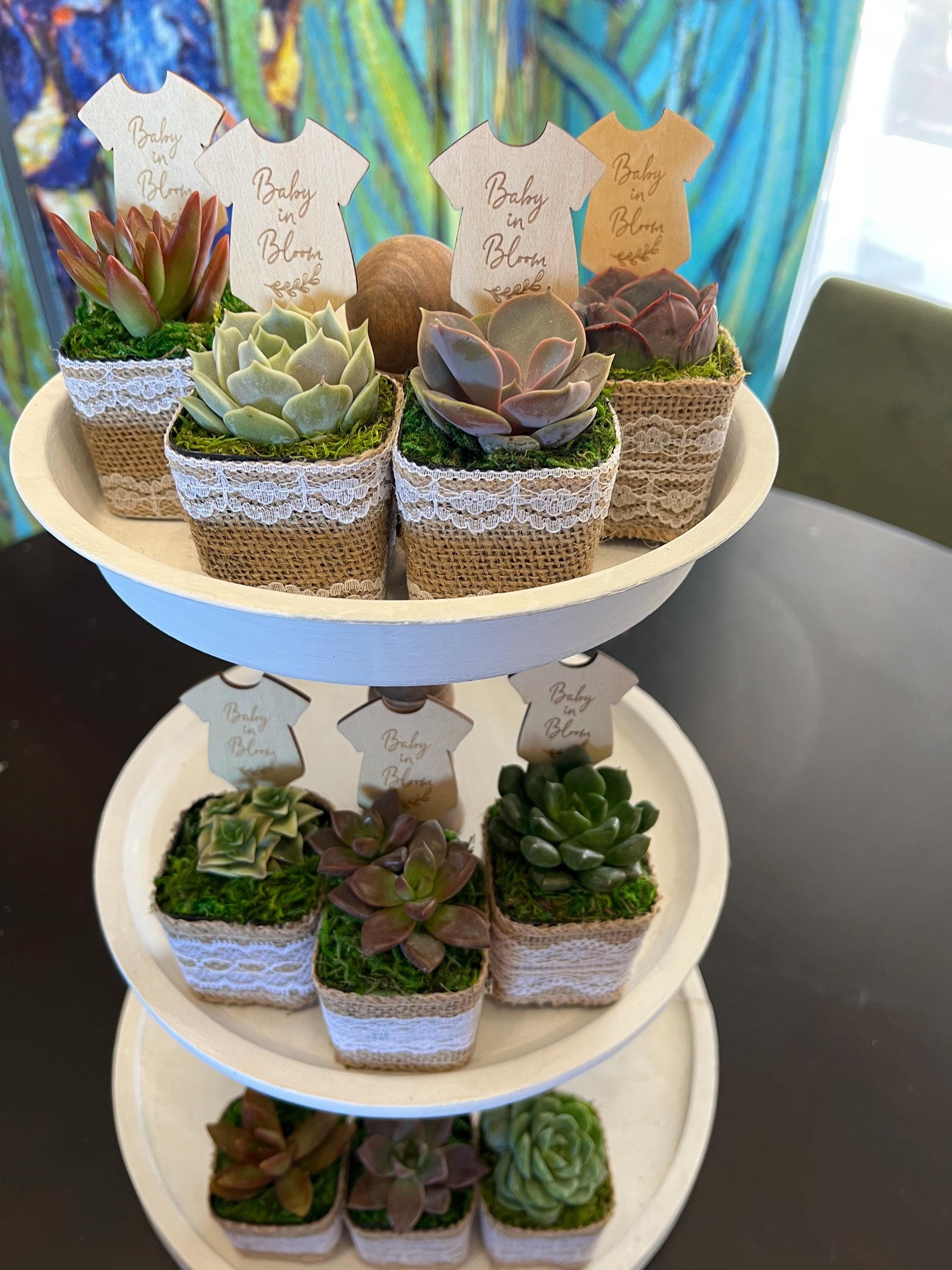 Baby Shower Succulent Favors: Burlap & Lace, 'baby in Bloom', Succulent ...