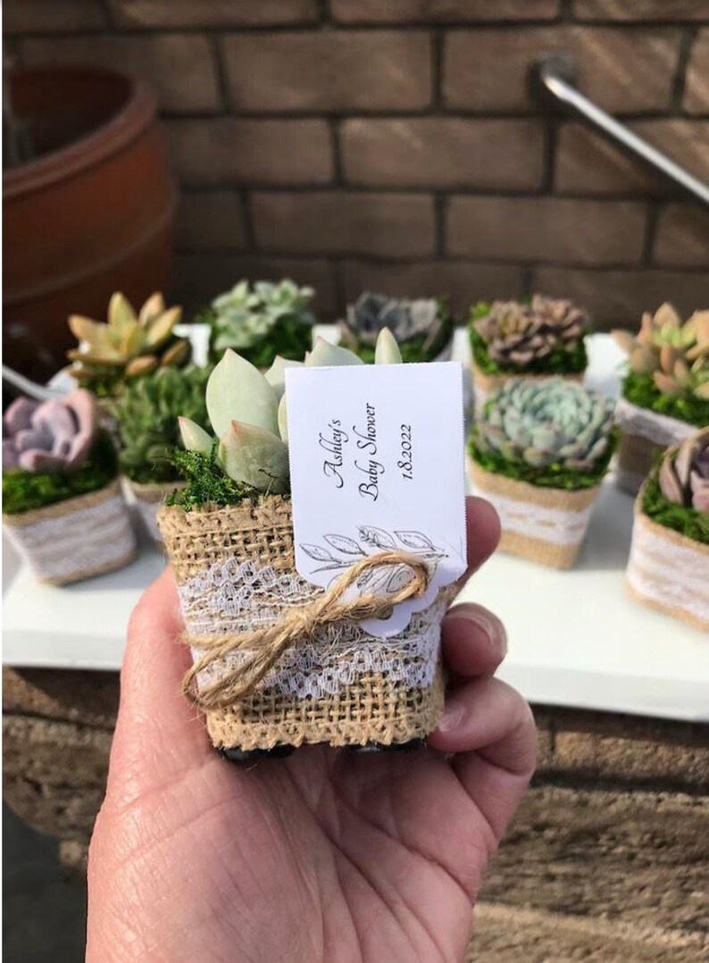Baby Shower Succulent Favors: Burlap & Lace, 'baby in Bloom', Succulent ...