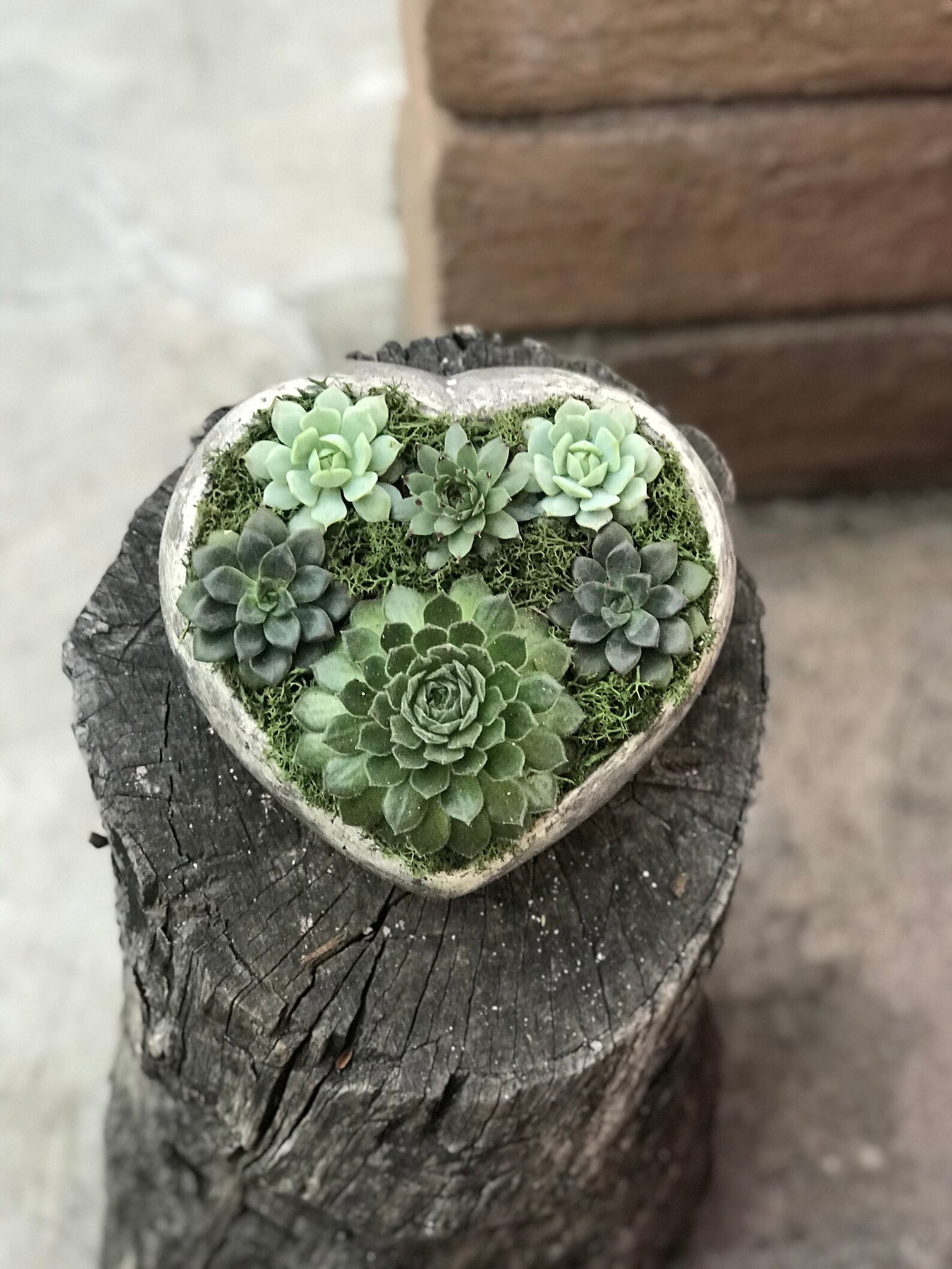 Handcrafted Concrete Heart Planter Filled With A Charming Live ...