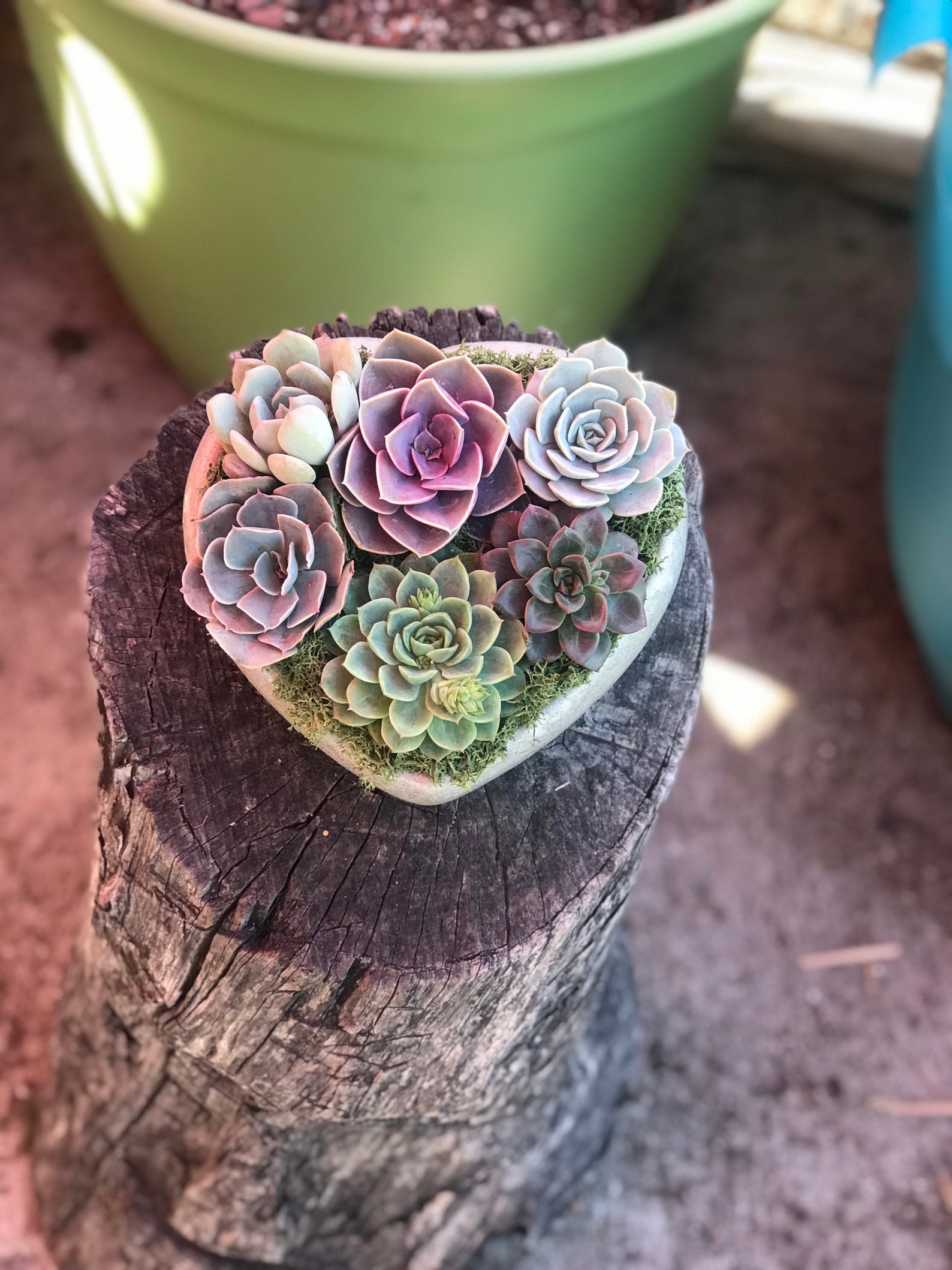 Handcrafted Concrete Heart Planter Filled With A Charming Live | Etsy