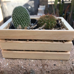 Assorted 2" Live Cacti Arranged in a Charming Crate That's Ready for ...