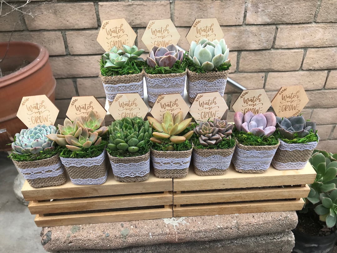 2" Succulent Burlap Favors: Baby Shower Plant Decor, Watch Me Grow Baby ...