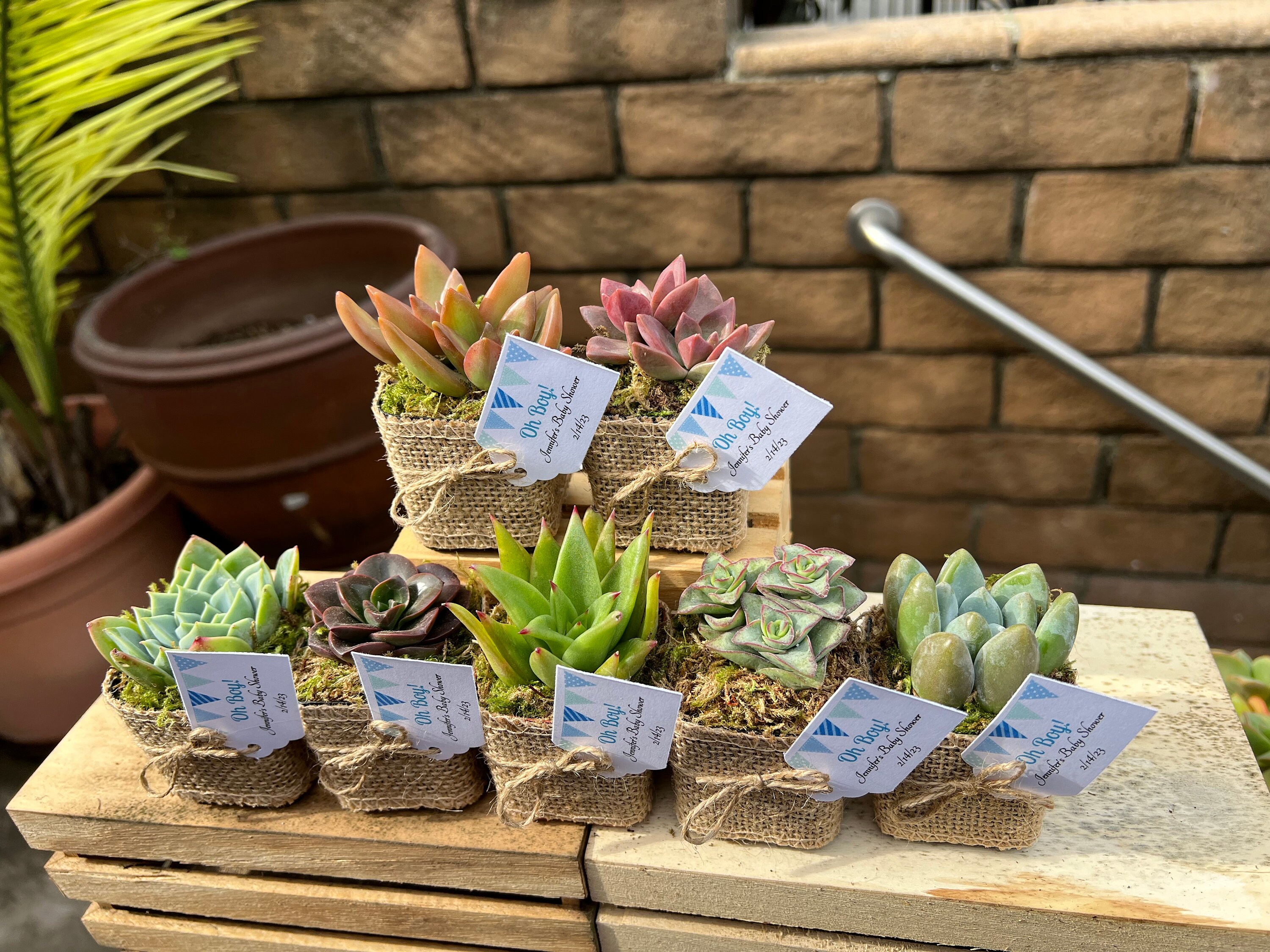 2" Succulent Oh Boy! Oh Boy Shower Favor, Boy Baby Shower Favor, Oh Boy ...
