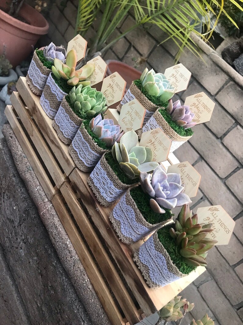 2" Succulent Favors: Burlap Wrapped, "all Things Grow With Love" Sign ...