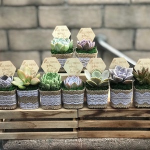 2" Succulent Favors: Burlap Wrapped, "all Things Grow With Love" Sign ...