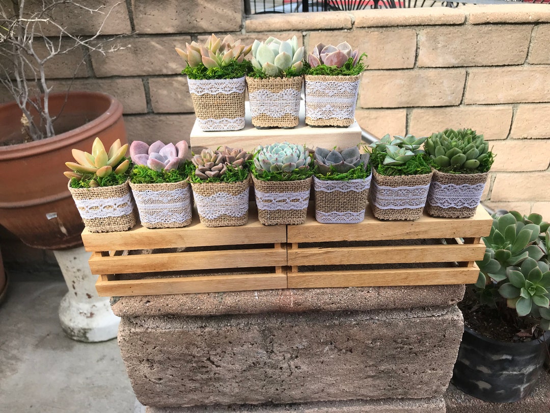 2" Succulent Party Favors: Burlap & Lace Shower Gifts - Etsy