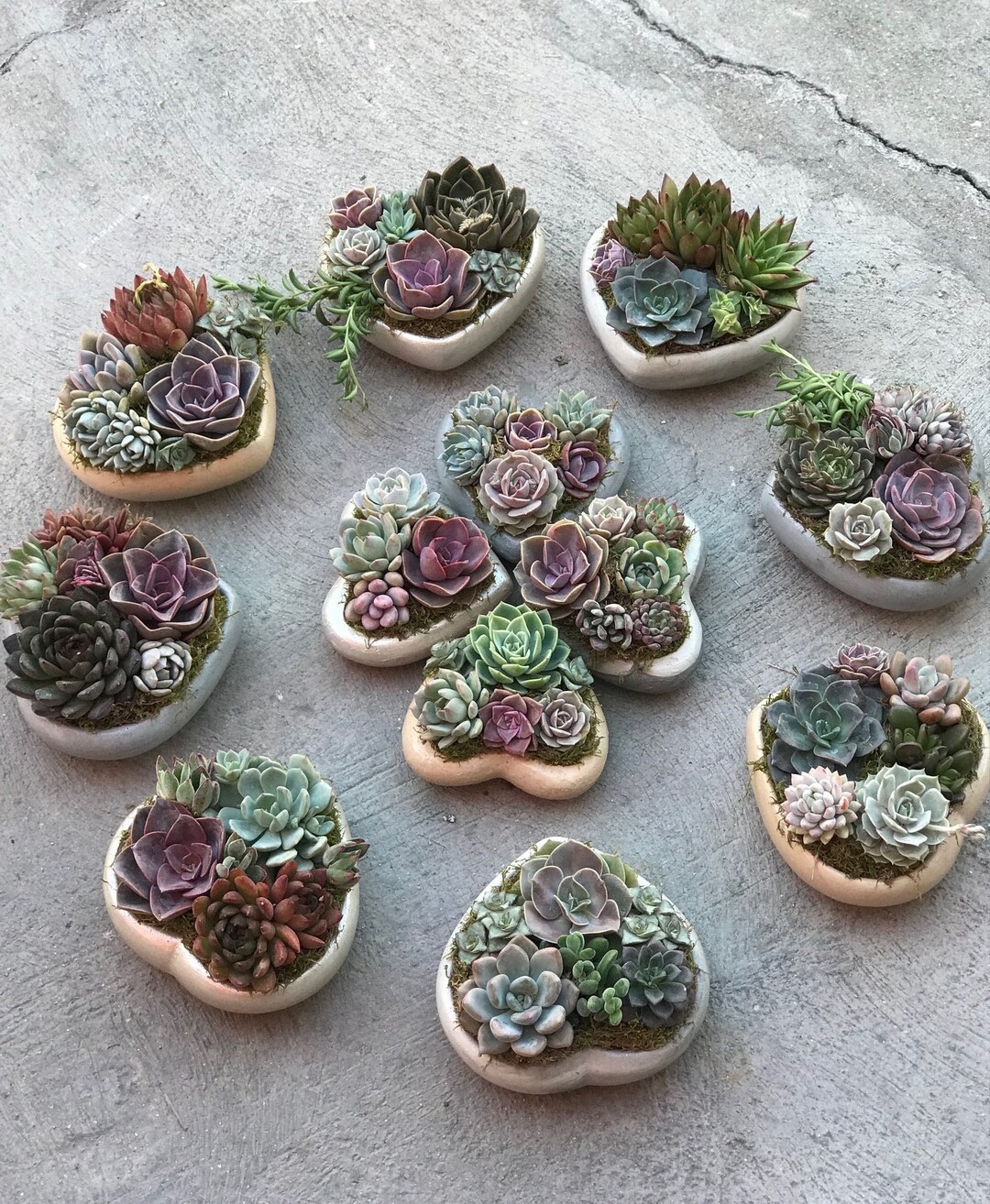 Preorder Succulent Mother's Day Arrangement, Succulent Heart, Mother's ...