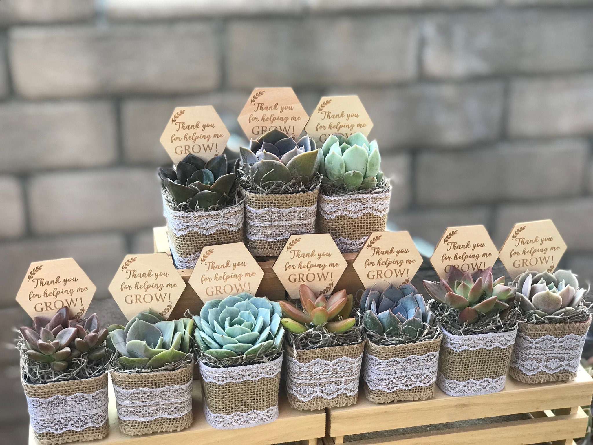 2" Succulent Party Favors: Burlap & Lace, Thank You Tag - Etsy