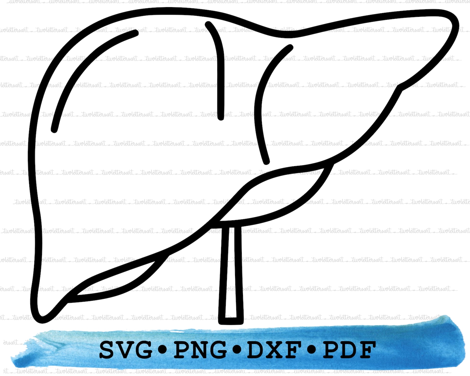 Human Liver Silhouette SVG PNG DXF Pdf – Anatomy Clipart for Cricut ...