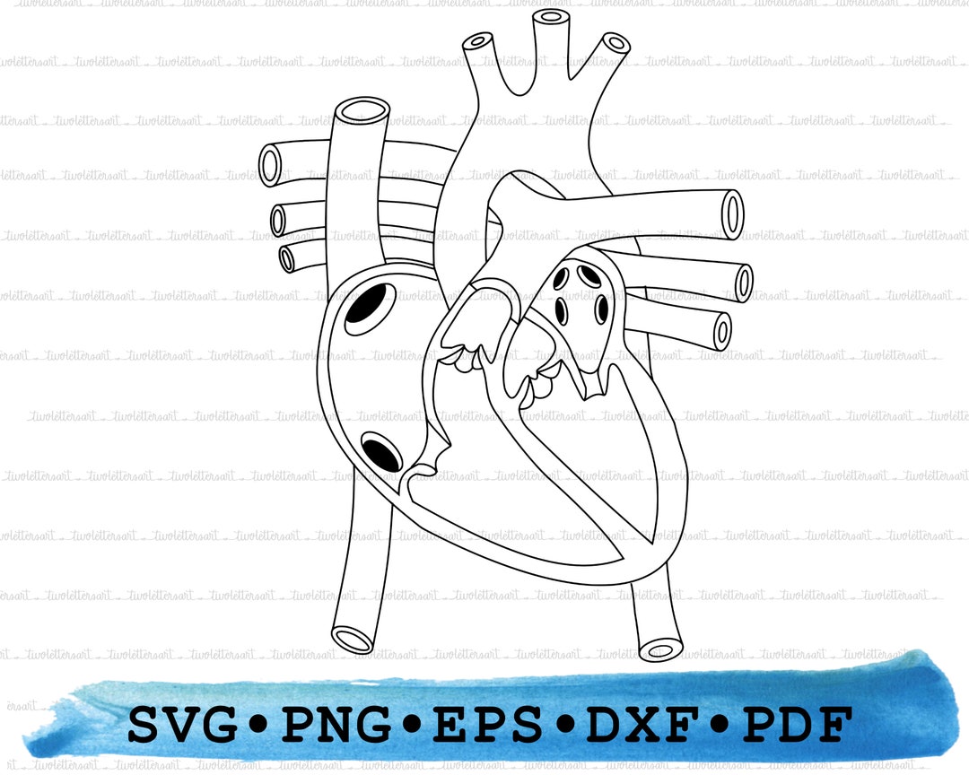 Heart Anatomy Svg, Human Heart Silhouette, Medical Science Organ ...
