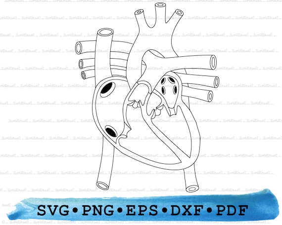 Human Heart Outline Vector