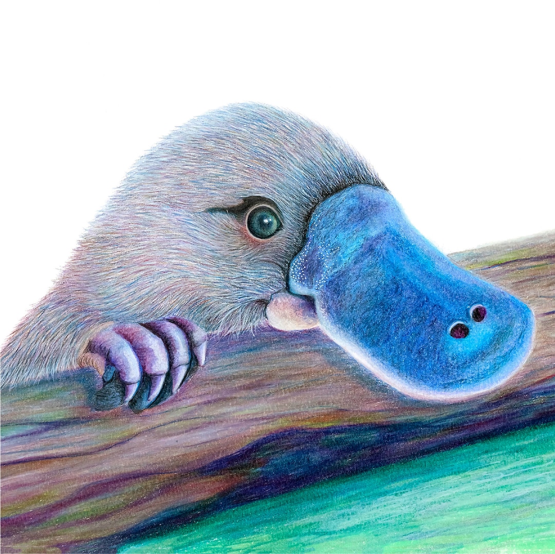 Card Set - Platypus - Etsy
