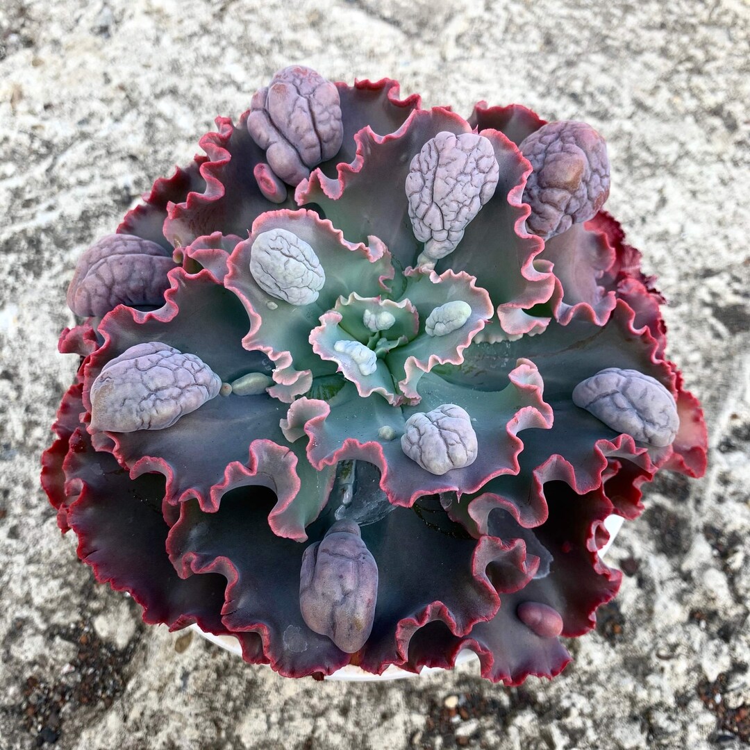 Echeveria Magaimagado Rare Imported Gibbiflora - Etsy
