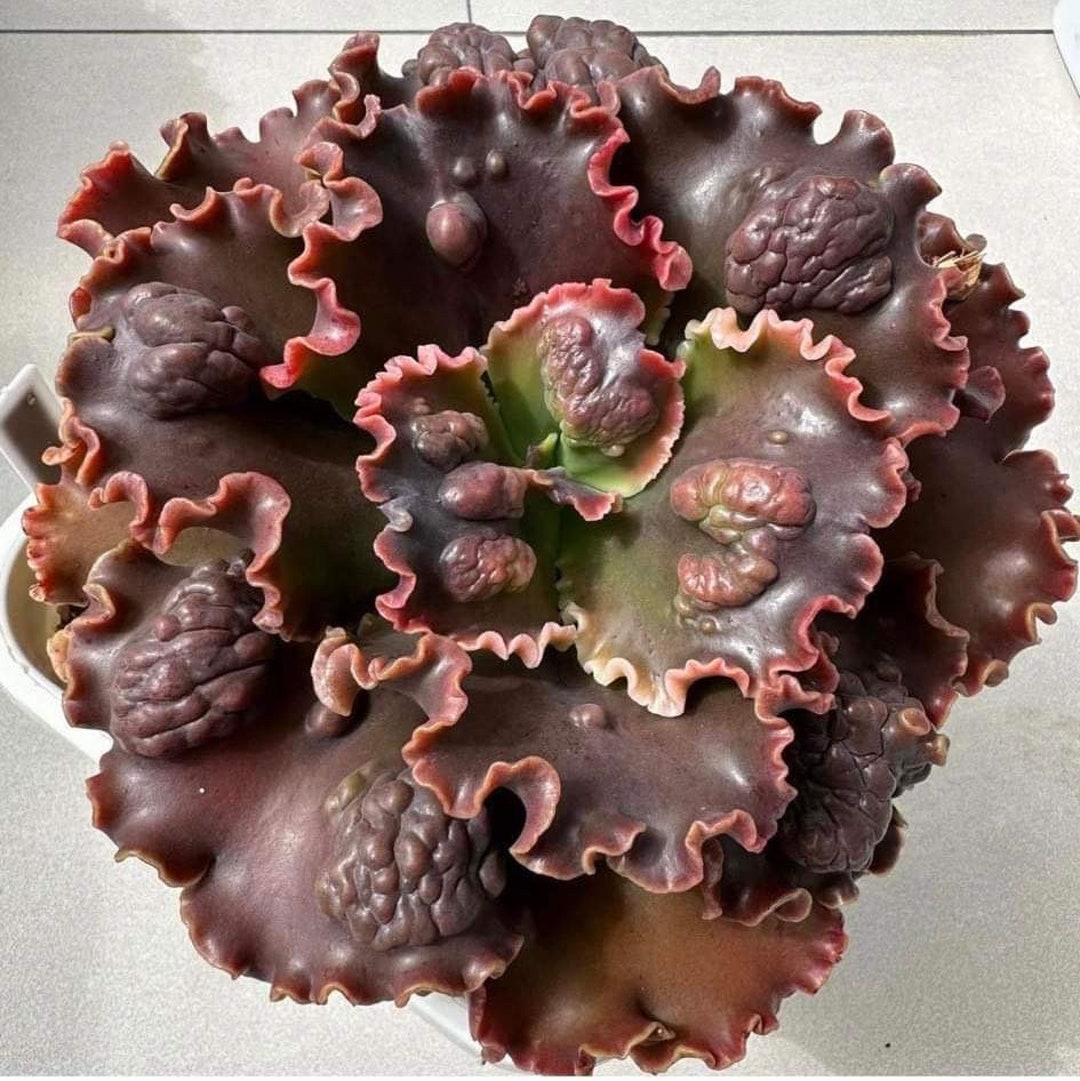 Echeveria Ink Lady Rare Imported Gibbiflora - Etsy