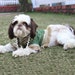 Cassini - Brocade Embroidered Cat/dog Sherwani - Etsy