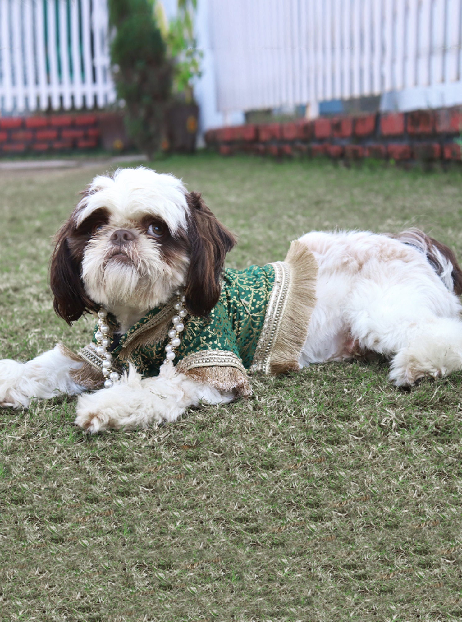 Cassini Brocade Embroidered Cat/dog Sherwani - Etsy