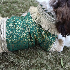 Cassini - Brocade Embroidered Cat/dog Sherwani - Etsy