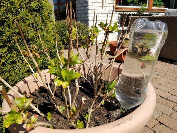 Self watering cone for plastic drinks bottle | Etsy
