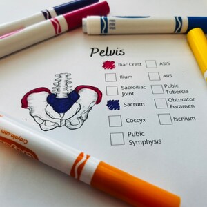 Anatomy Notecard Coloring Book - Etsy