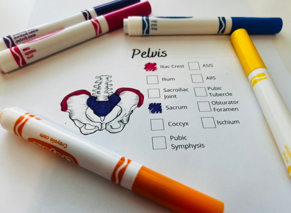 Anatomy Notecard Coloring Book - Etsy