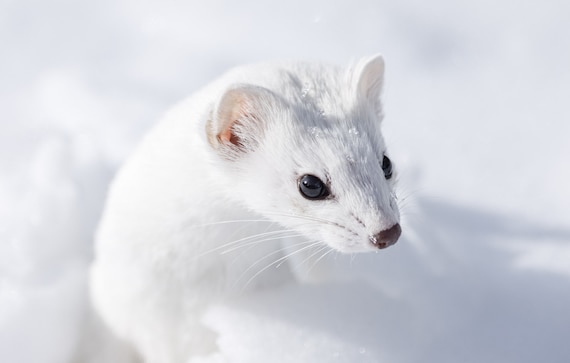 White Weasel Pet