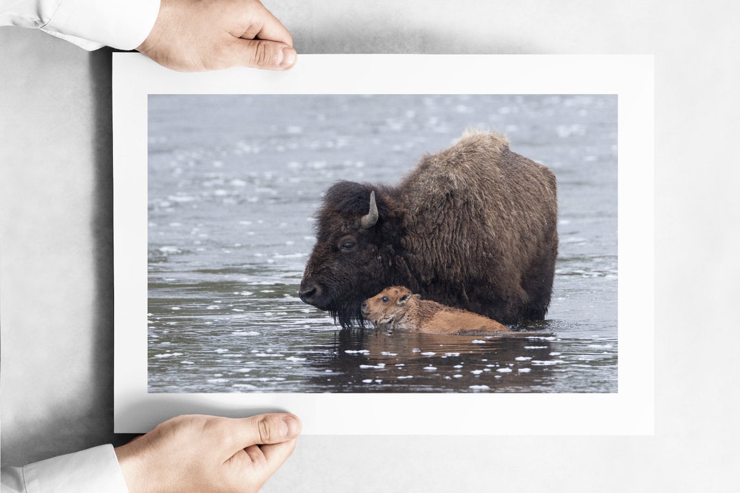 Baby Bison Swimming in Yellowstone National Park - May 2022 - Fine Art ...